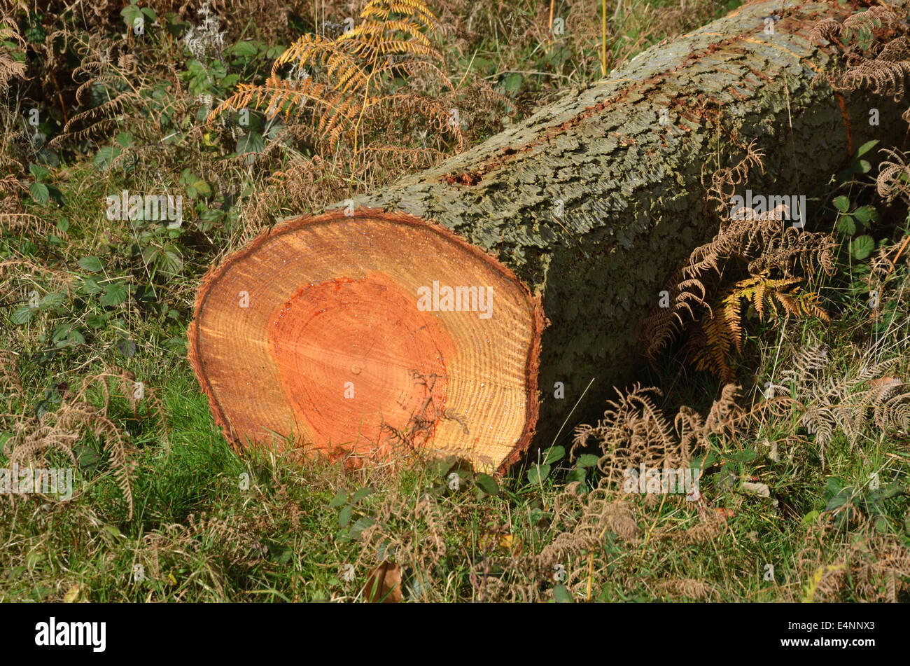 Freshly chopped tree Stock Photo - Alamy