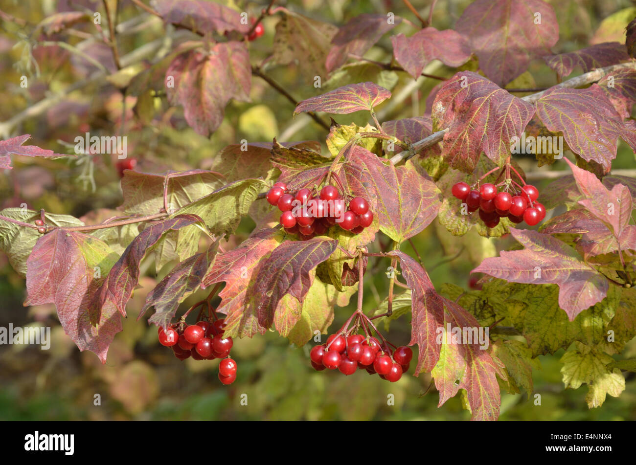 Tree branch small bunches hi-res stock photography and images - Alamy