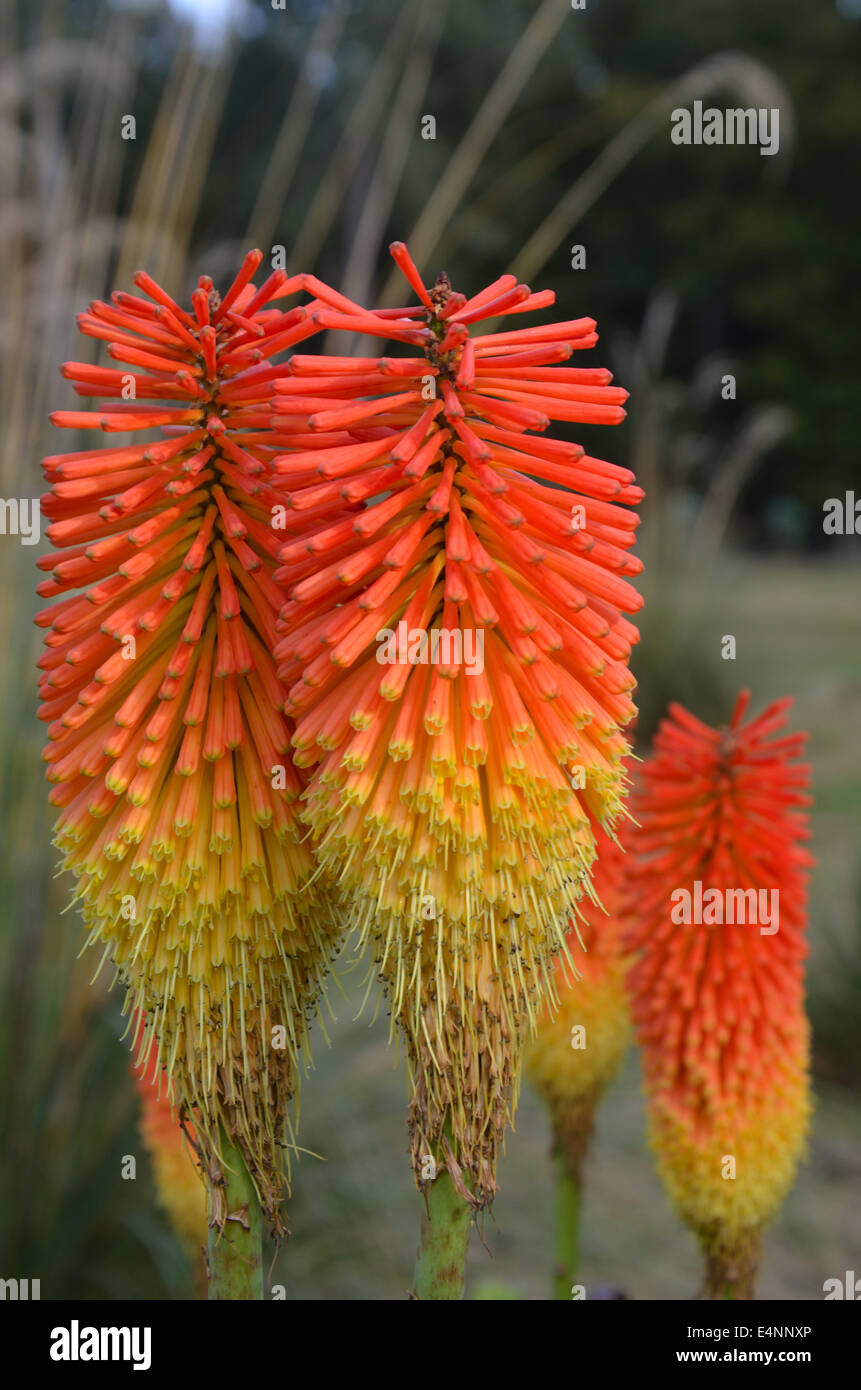 red hot pokers in close up Stock Photo - Alamy