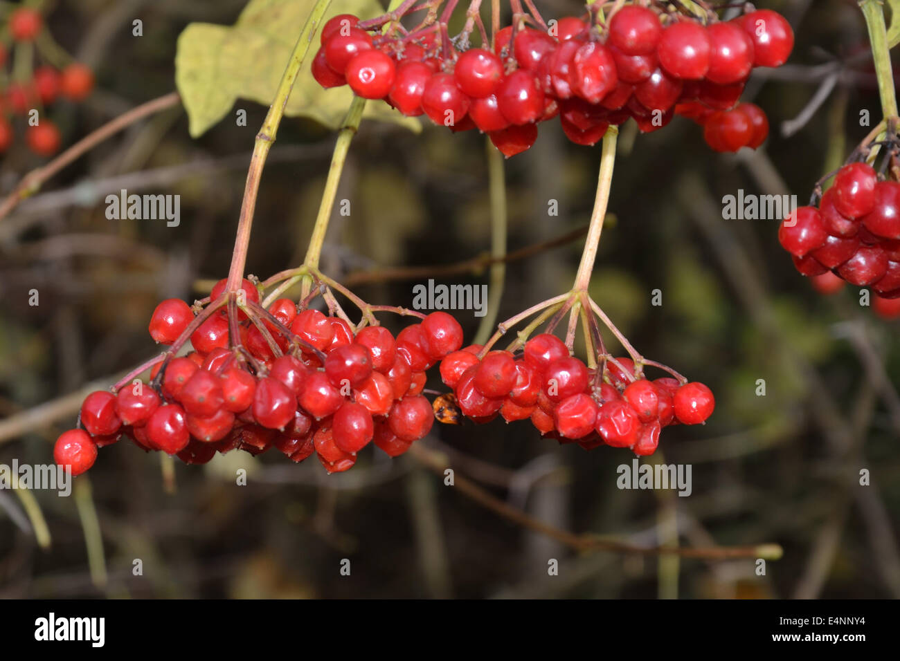 Red berries in fall Stock Photo - Alamy