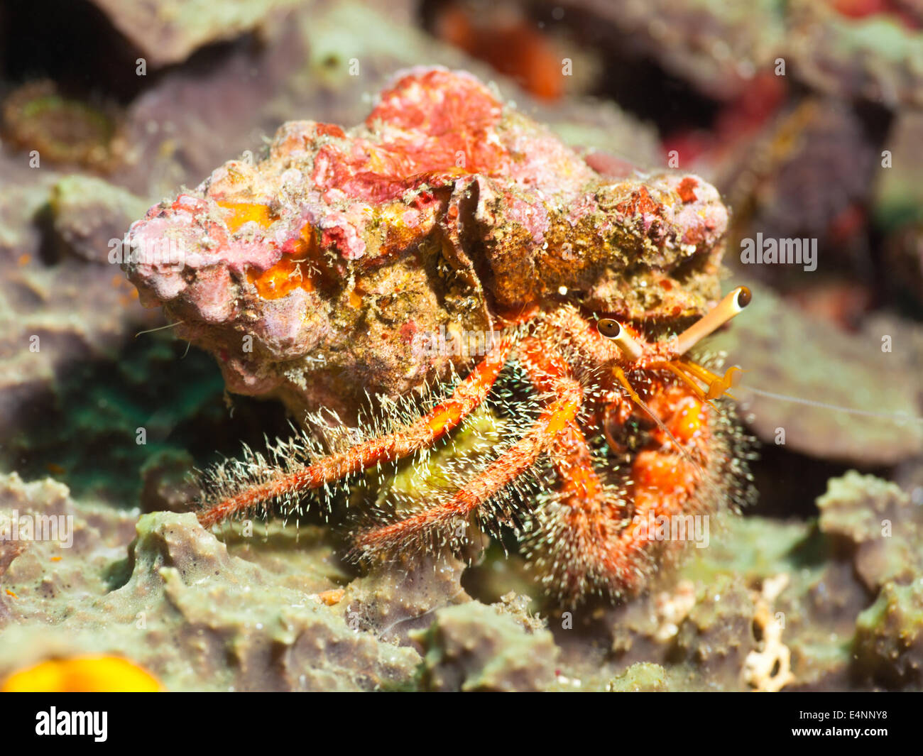 Red hairy hermit crab hi-res stock photography and images - Alamy