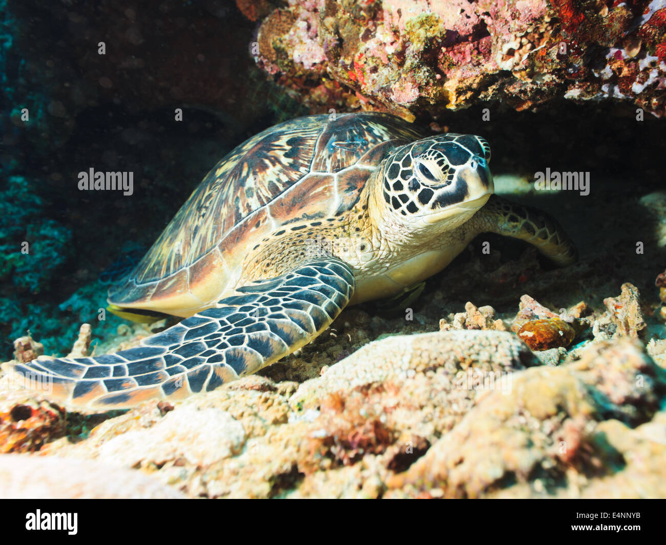 Underwater tropical turtle landscape scenery hi-res stock photography ...