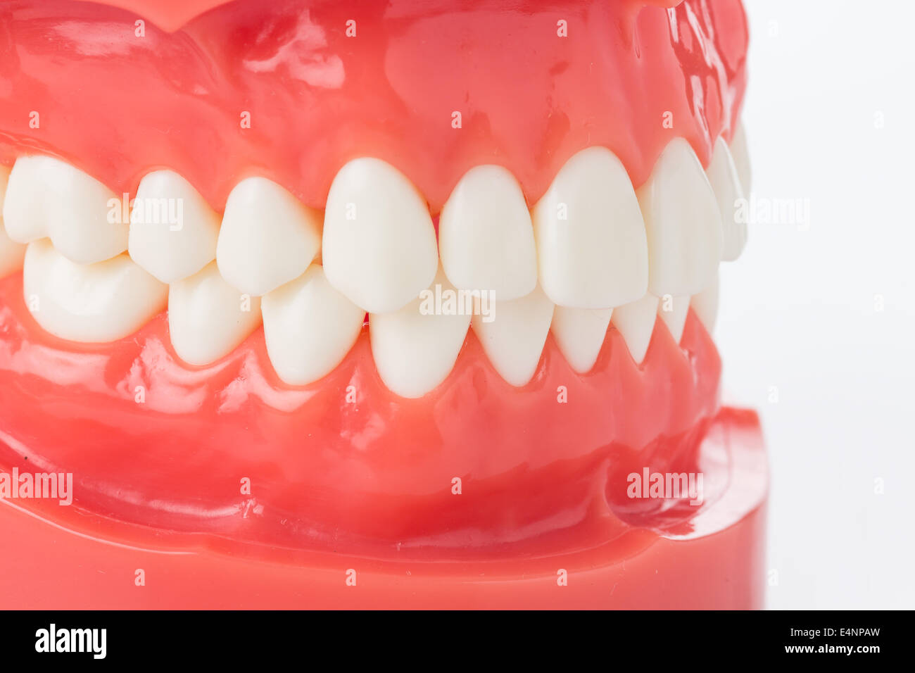 model of the jaw with teeth Stock Photo - Alamy