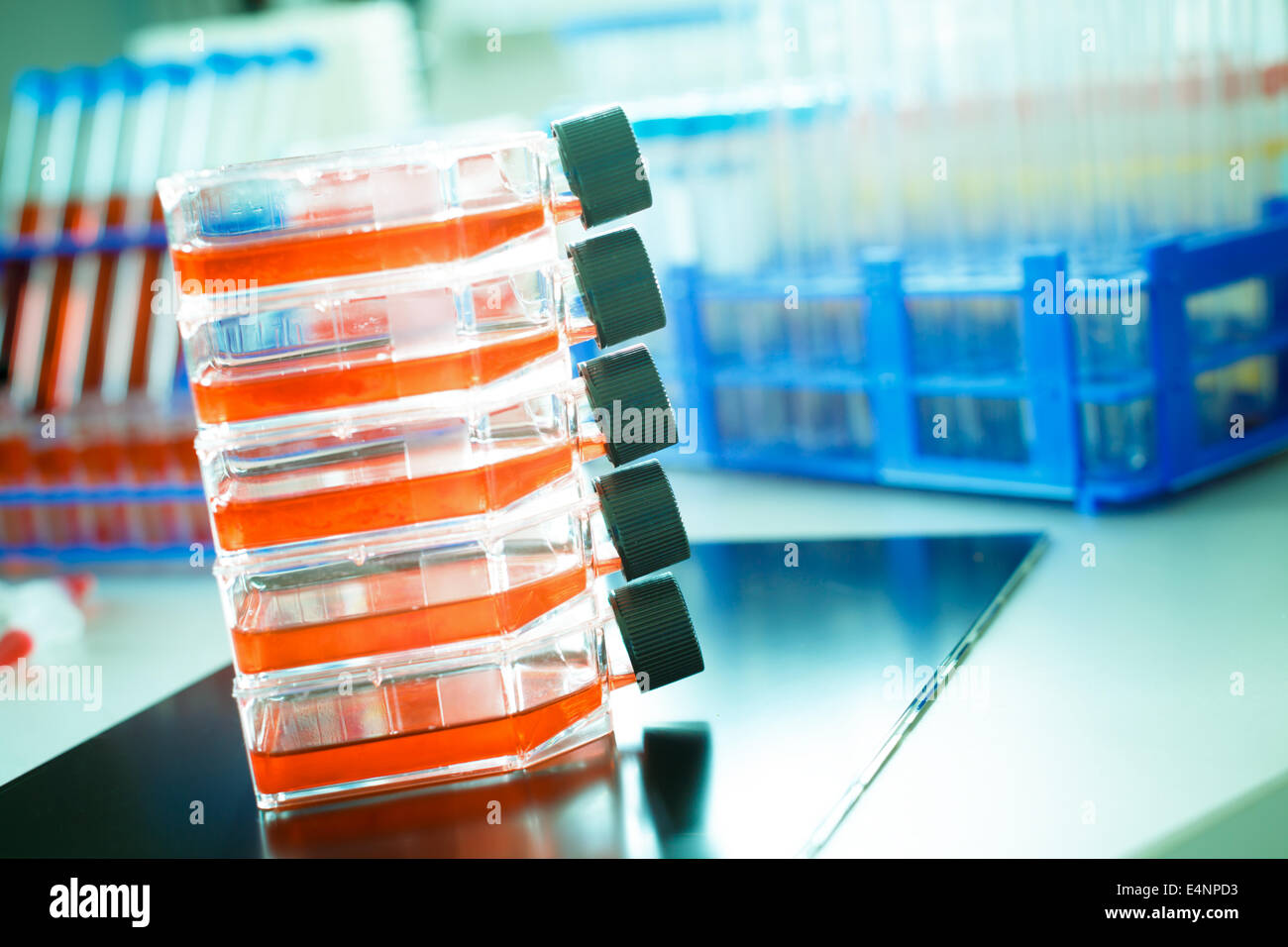 Cells Cultures High Resolution Stock Photography and Images - Alamy