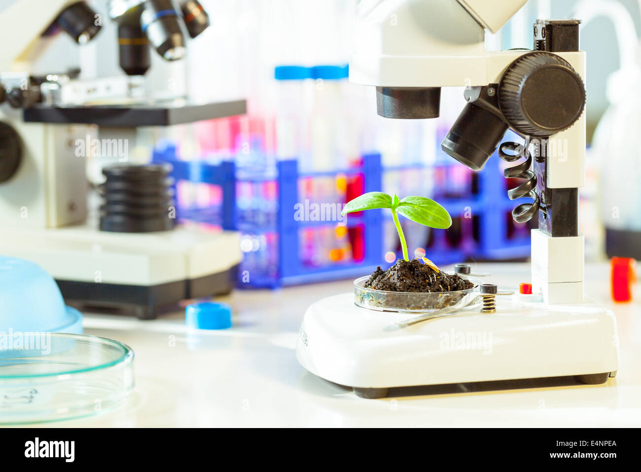 The study agricultural plants in the biological laboratory, Green ...