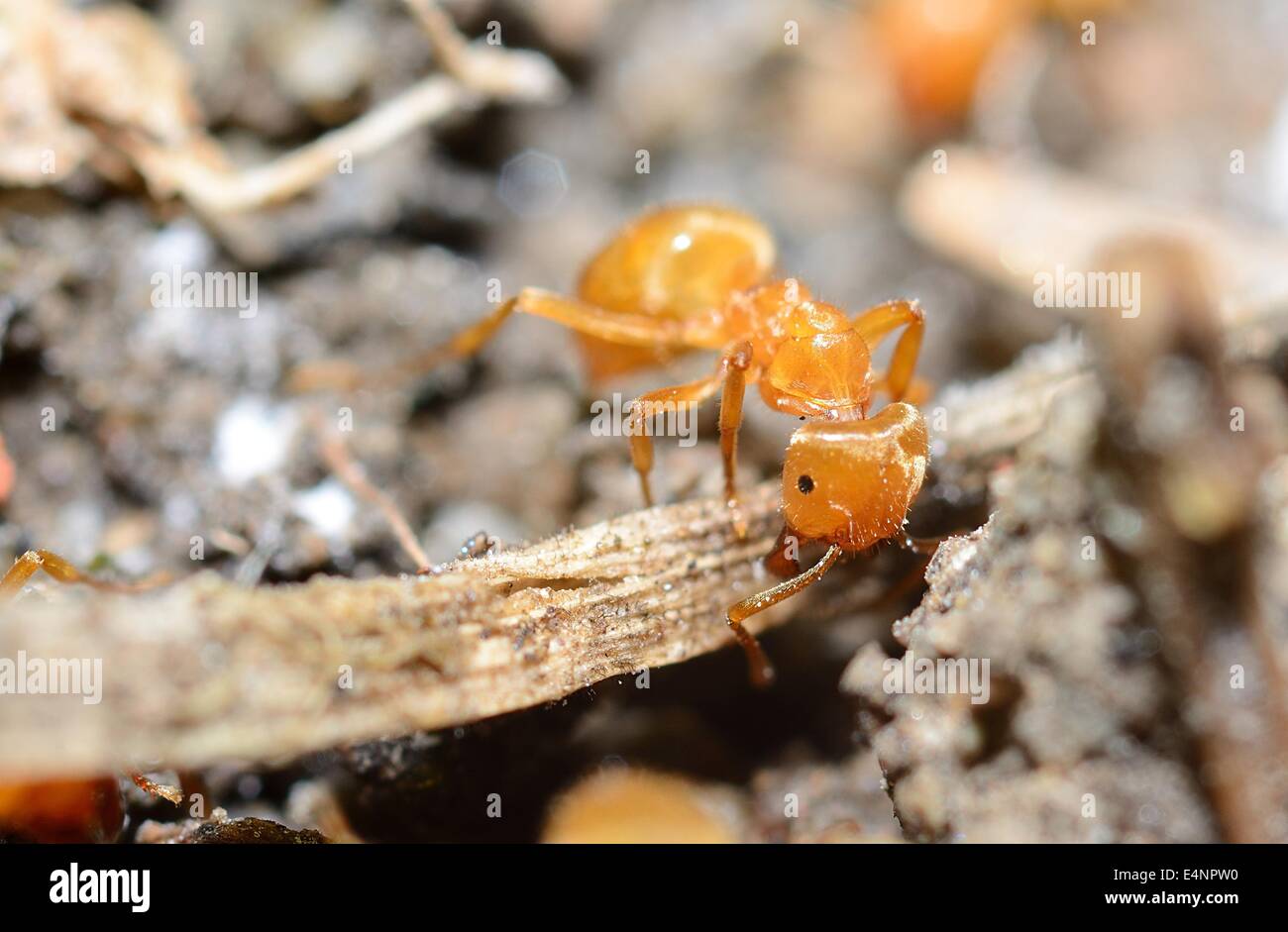Yellow ant (Lasius Flavus) in anthill, extreme macro shot Stock Photo ...