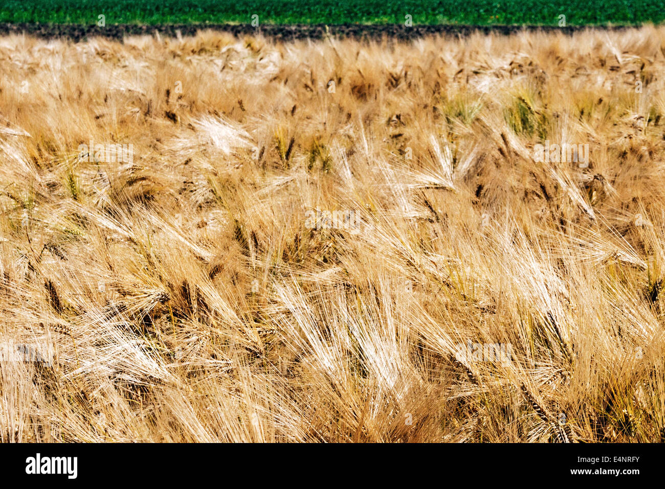 Background with ripe wheat, ready for harvest Stock Photo - Alamy