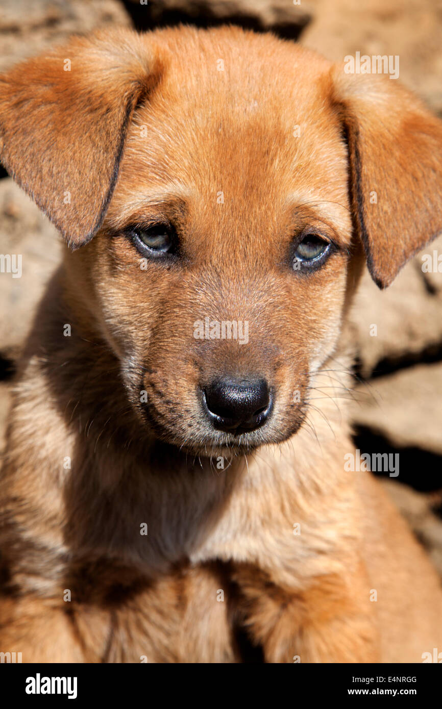 Nepalis dog hi-res stock photography and images - Alamy