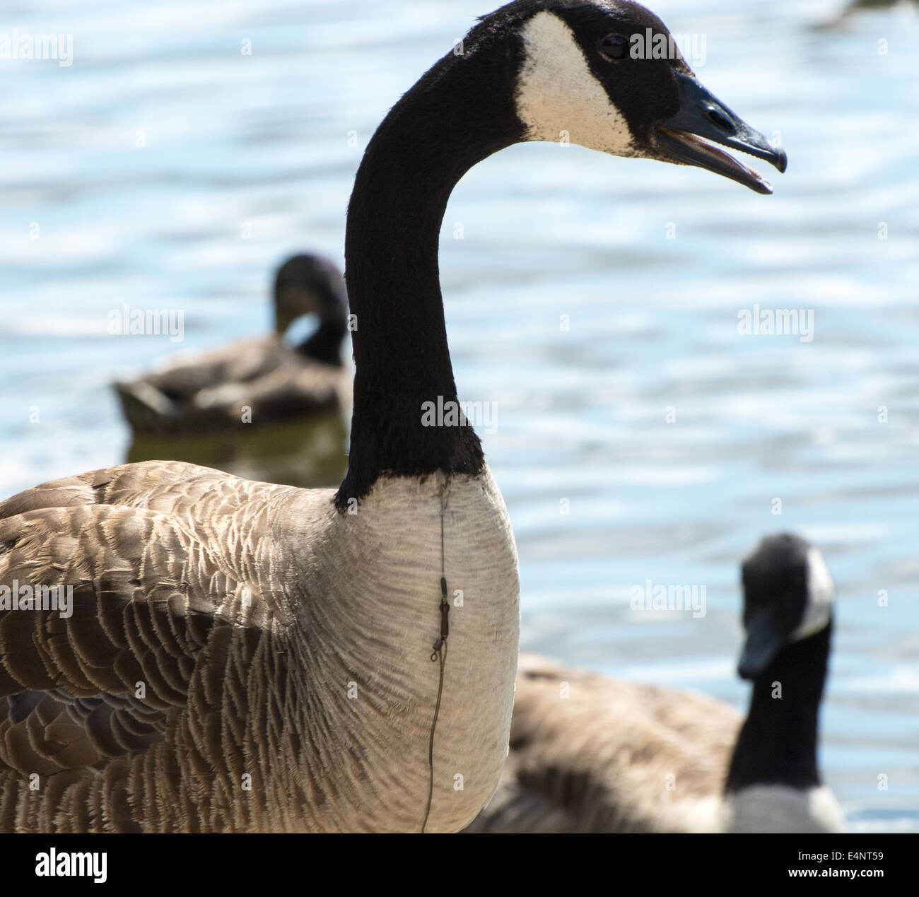 Canada goose with fishing hook and line in neck Stock Photo - Alamy