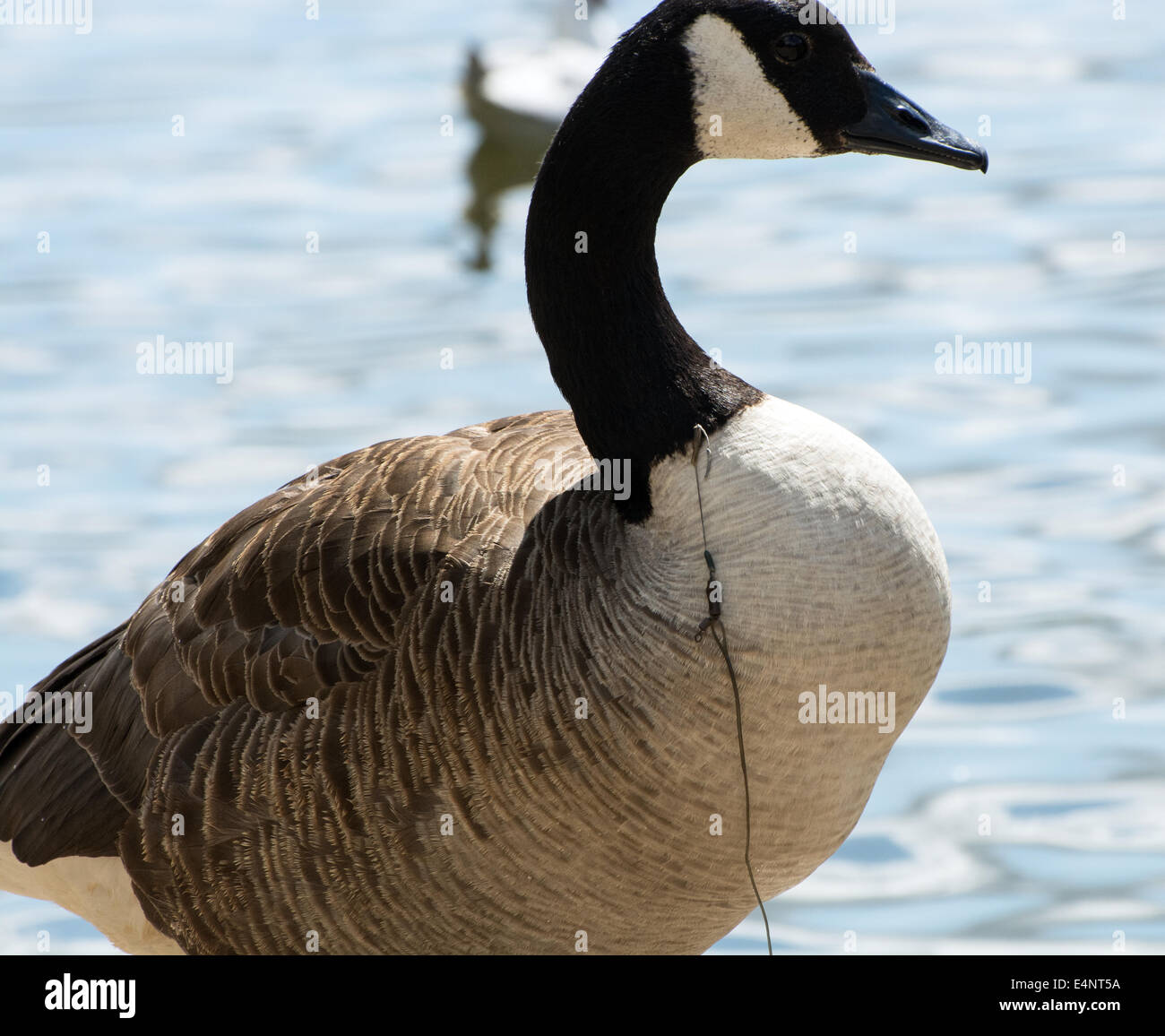 Canada goose with fishing hook and line in neck Stock Photo - Alamy