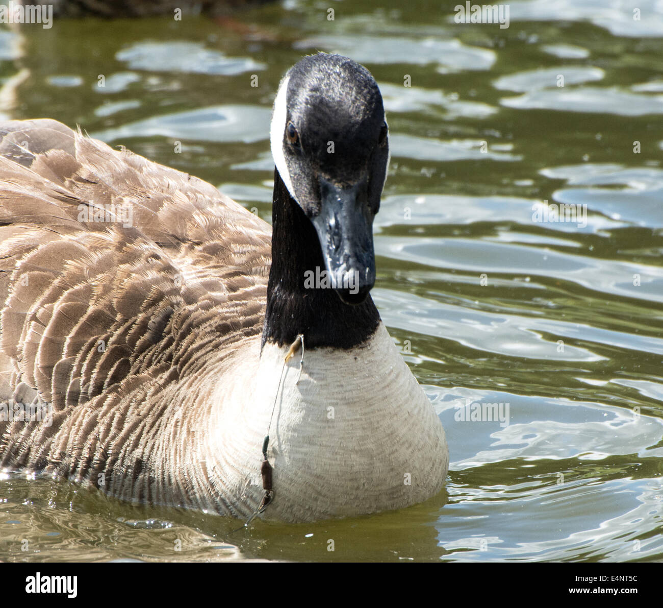 Canada goose with fishing hook and line in neck Stock Photo - Alamy