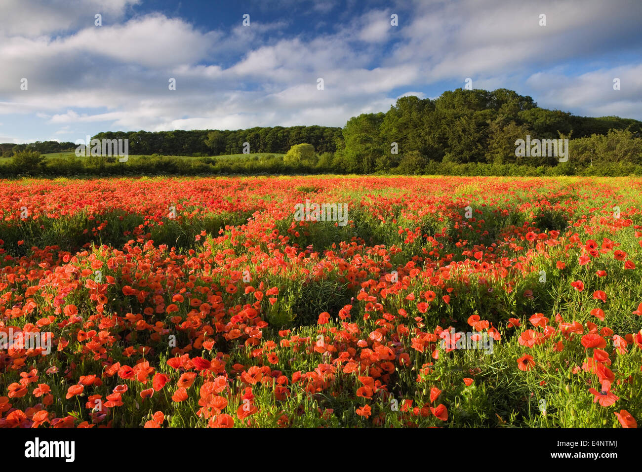 Poppy field uk hi-res stock photography and images - Alamy