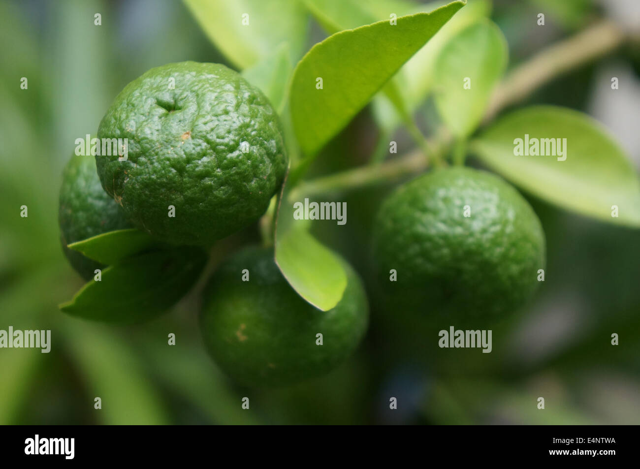 Kafir lime with leaves Stock Photo - Alamy