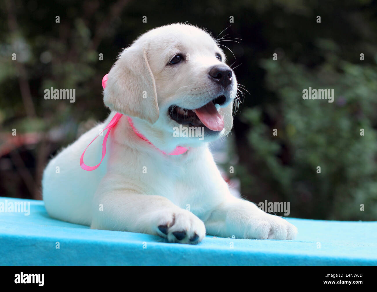 happy yellow labrador puppy sitting on blue background Stock Photo - Alamy