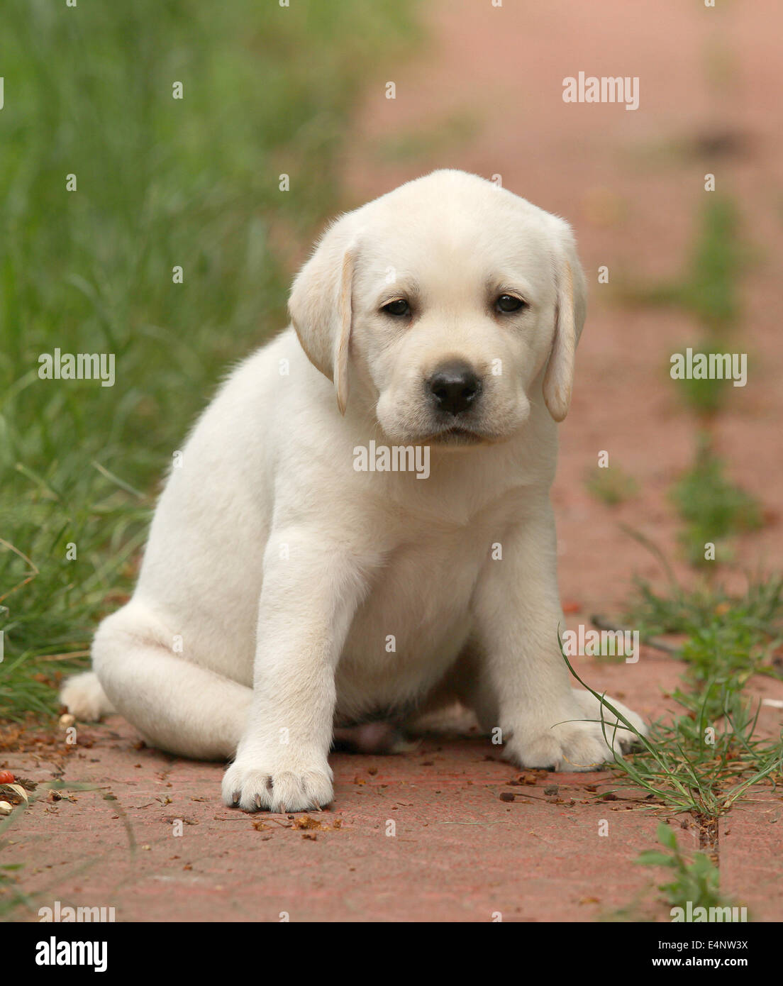 yellow labrador puppy sitting on the grass close up Stock Photo - Alamy