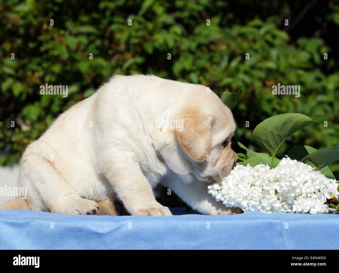 happy yellow labrador puppy in spring with flowers Stock Photo - Alamy
