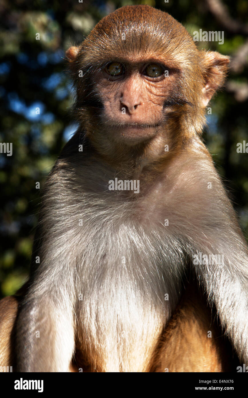 Nepalese monkeys hi-res stock photography and images - Alamy
