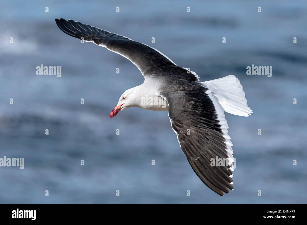 Gull dolphin larus scoresbii hi-res stock photography and images - Alamy