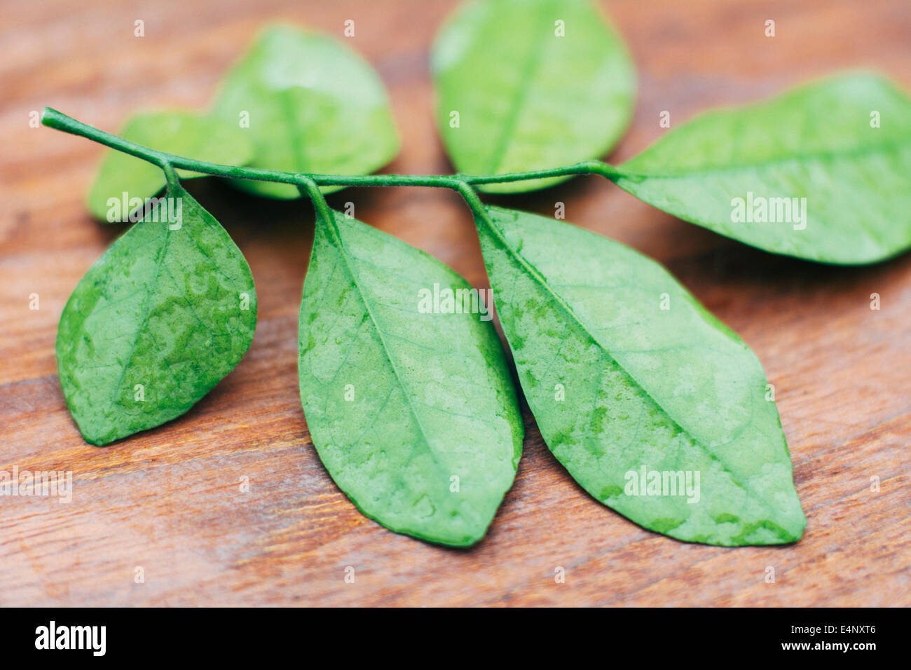 Leaves on tables hi-res stock photography and images - Alamy