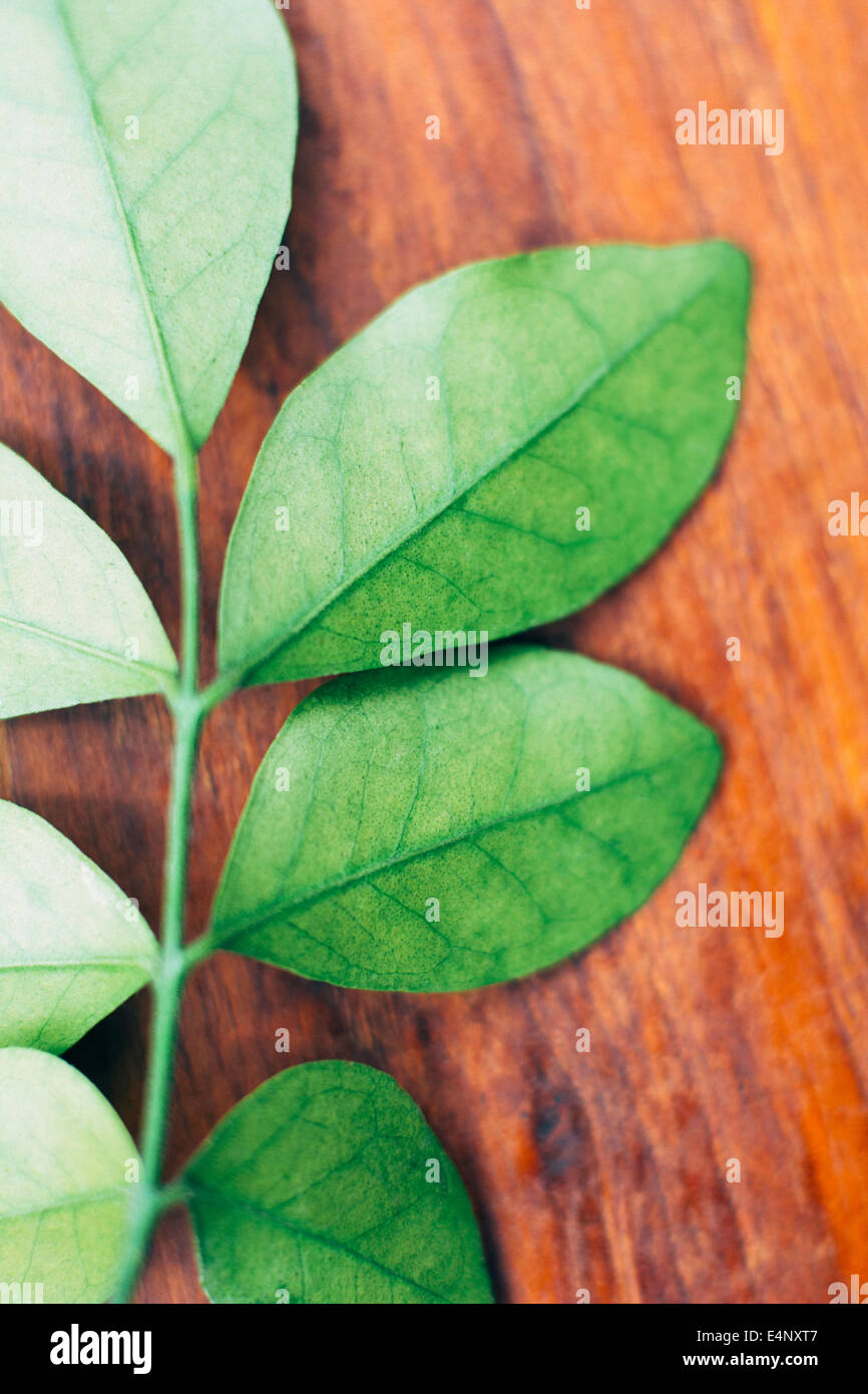 Leaves on tables hi-res stock photography and images - Alamy
