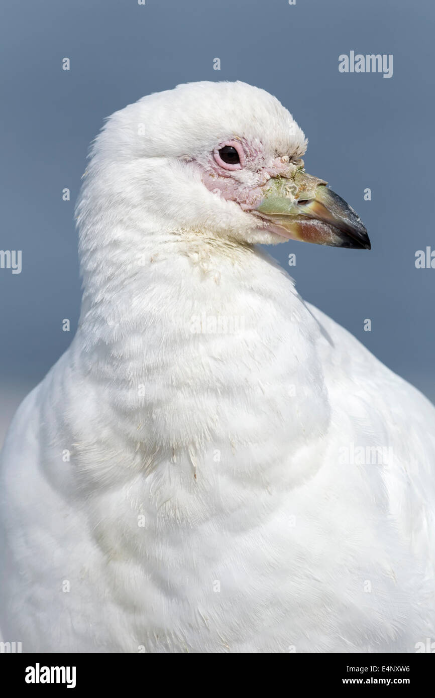 Sheathbill hi-res stock photography and images - Alamy