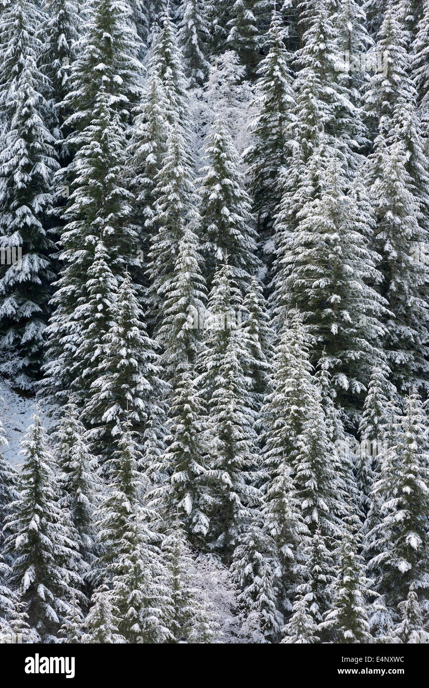 USA, Oregon, Cascade Range, Elevated view of forest at winter Stock ...
