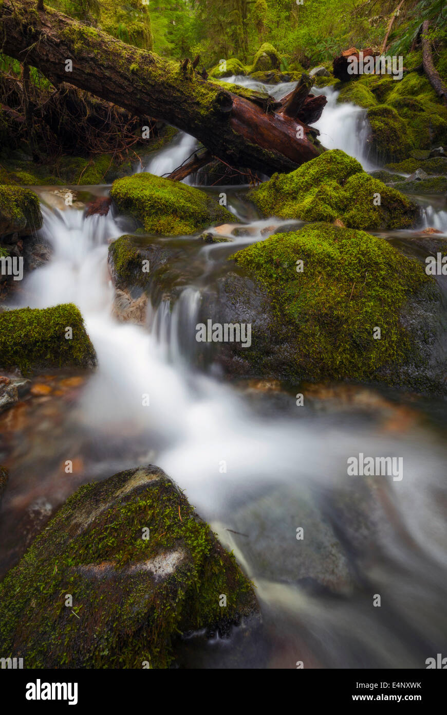 USA, Oregon, Marion County, Stream in forest Stock Photo - Alamy