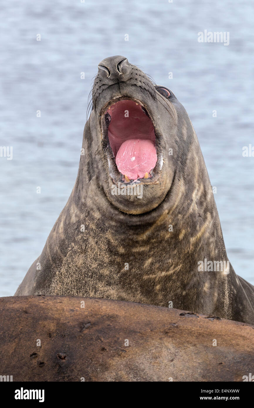 Southern Elephant Seal aggressive display Stock Photo - Alamy