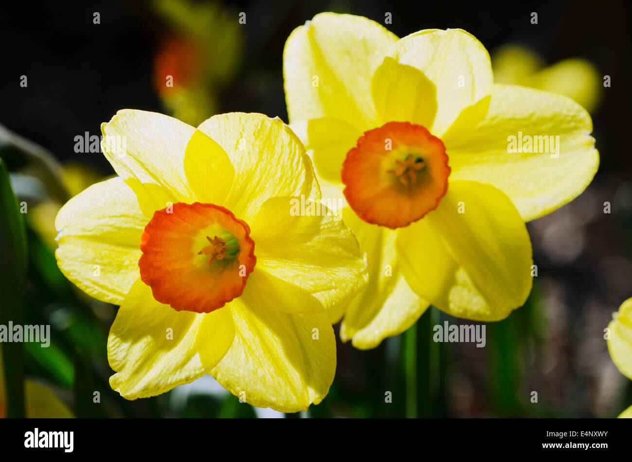 Yellow in bloom hi-res stock photography and images - Alamy