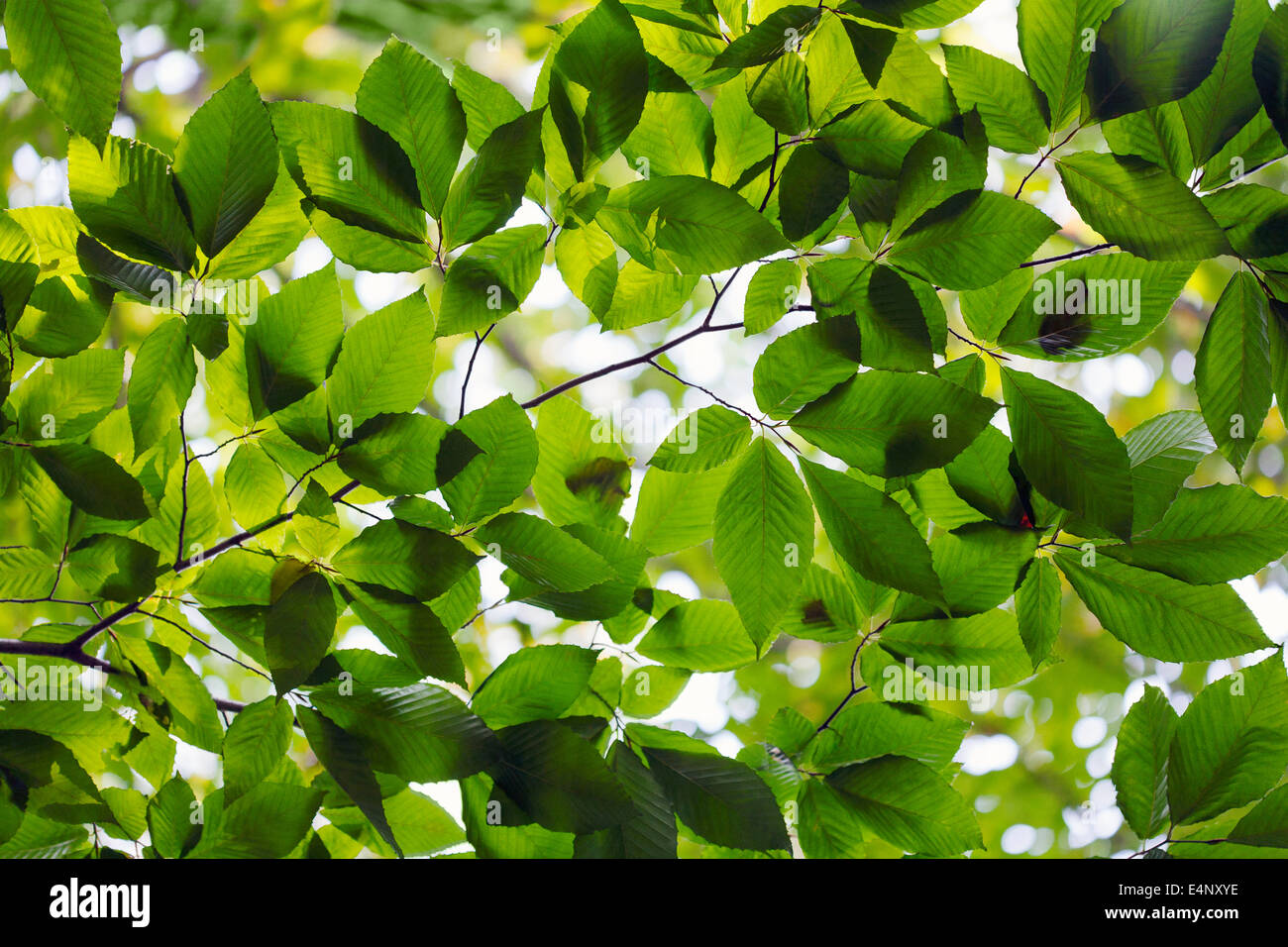Sunlight behind leaves Stock Photo - Alamy