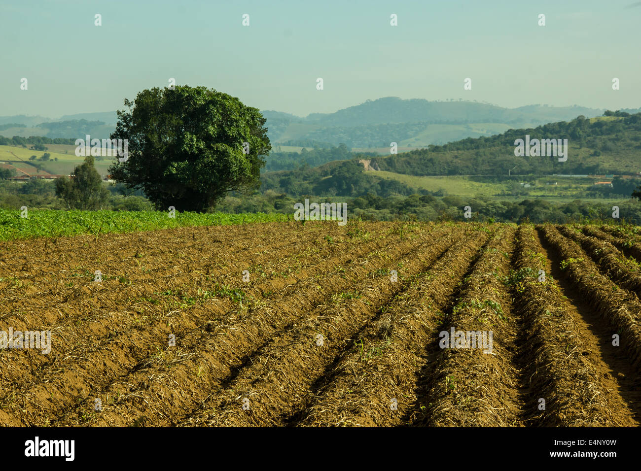 Prepared soil for planting Stock Photo - Alamy