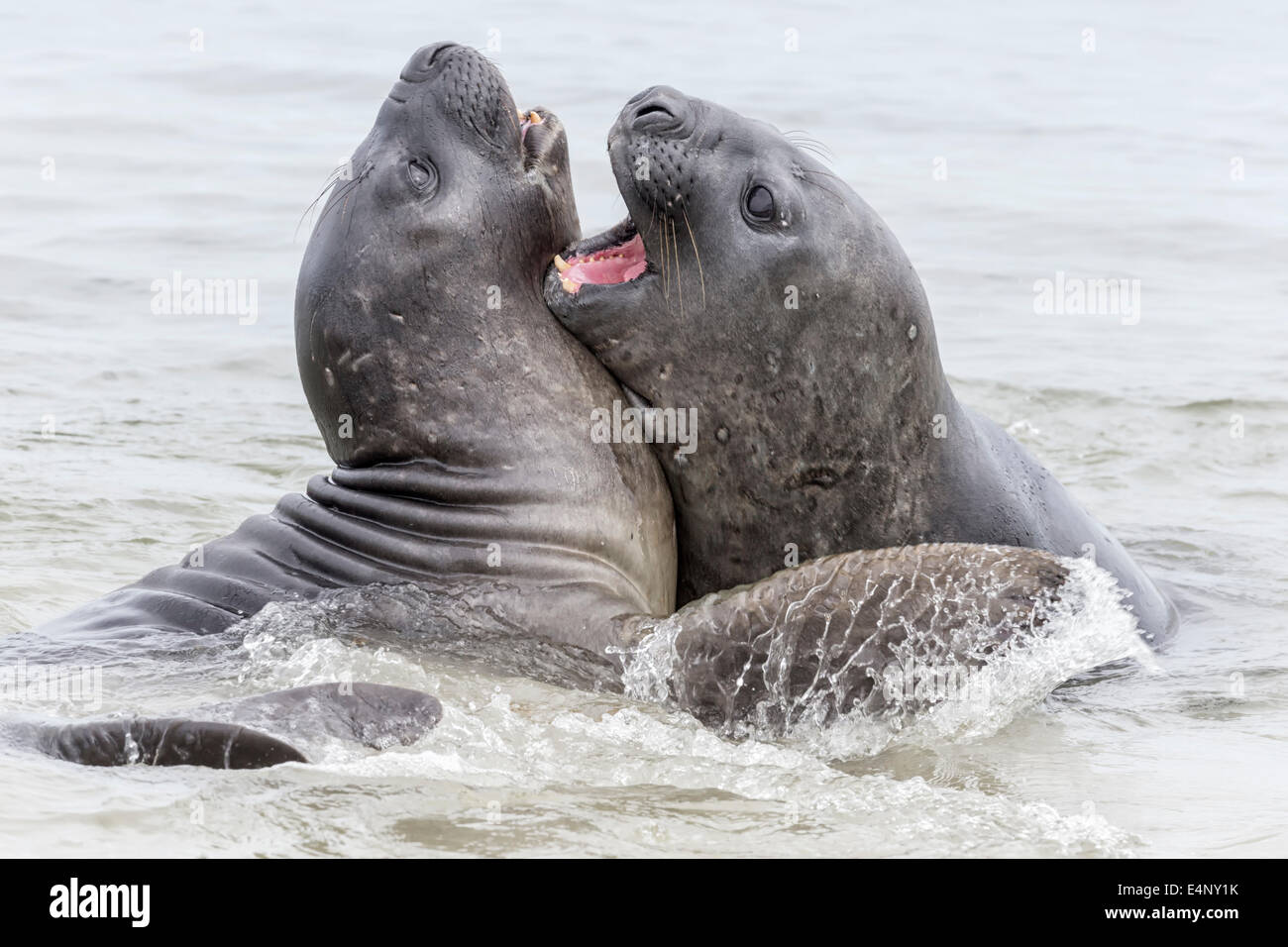 Southern Elephant Seal - youngsters play fighting Stock Photo - Alamy