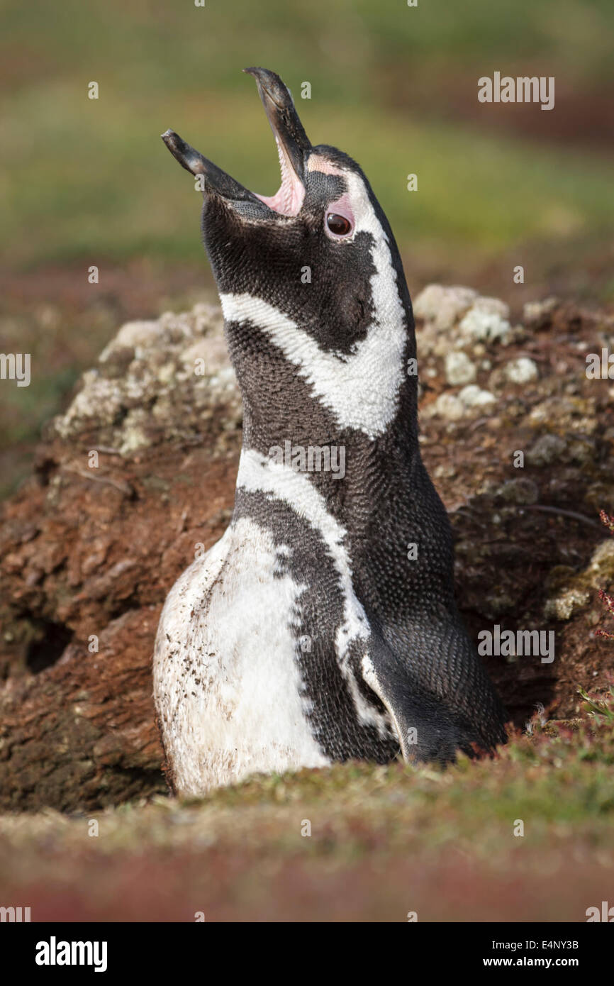 Braying hi-res stock photography and images - Alamy