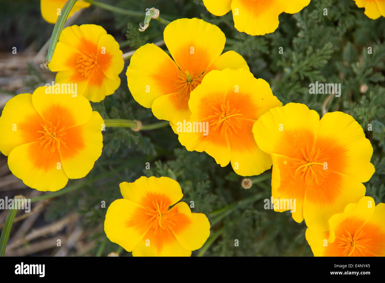 Flowers from top hi-res stock photography and images - Alamy