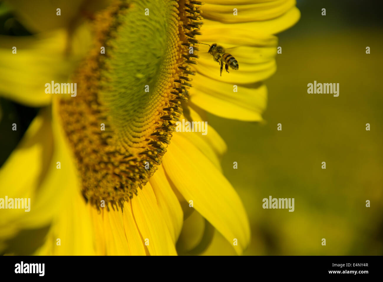 Bee full of pollen flying next to the sunflower Stock Photo - Alamy