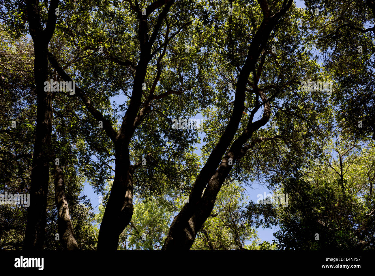 Canopy trees napa hi-res stock photography and images - Alamy