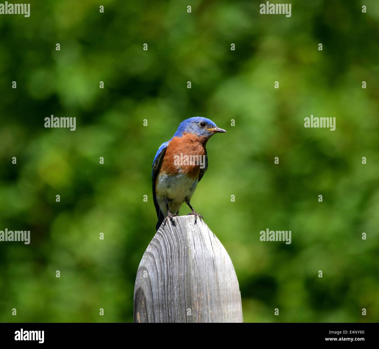 bird male eastern bluebird Stock Photo - Alamy
