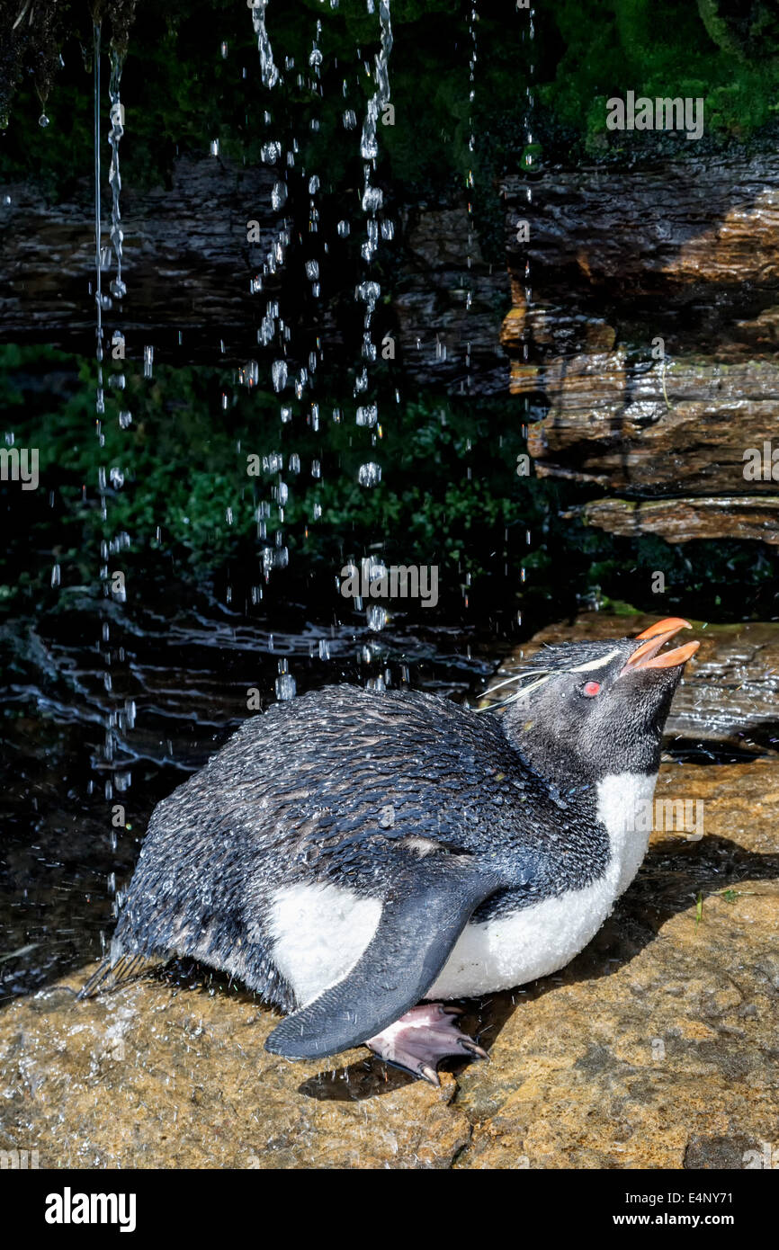 Rockhopper Penguin drinking and washing at a fresh water spring Stock ...