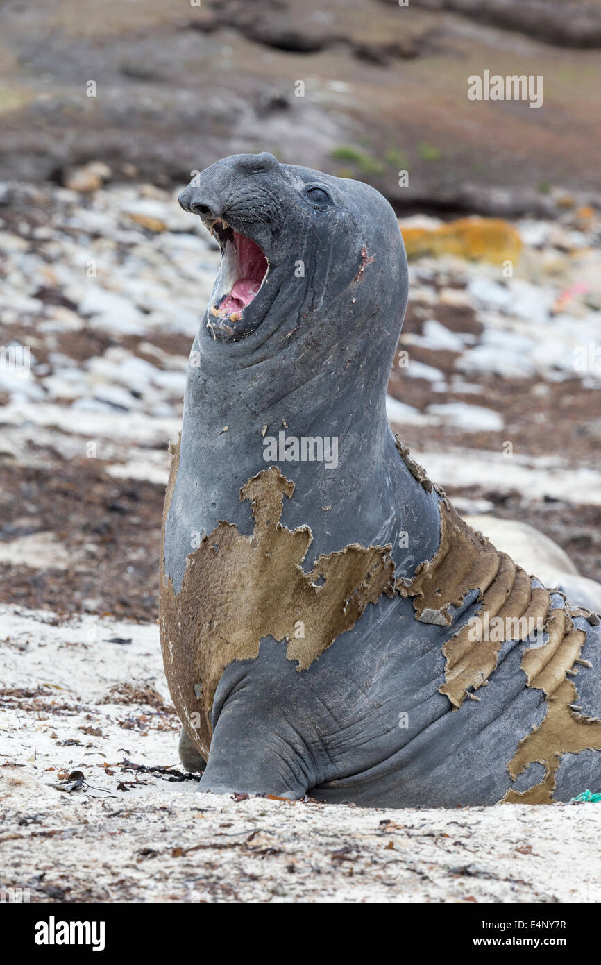 Southern Elephant Seal Stock Photo - Alamy