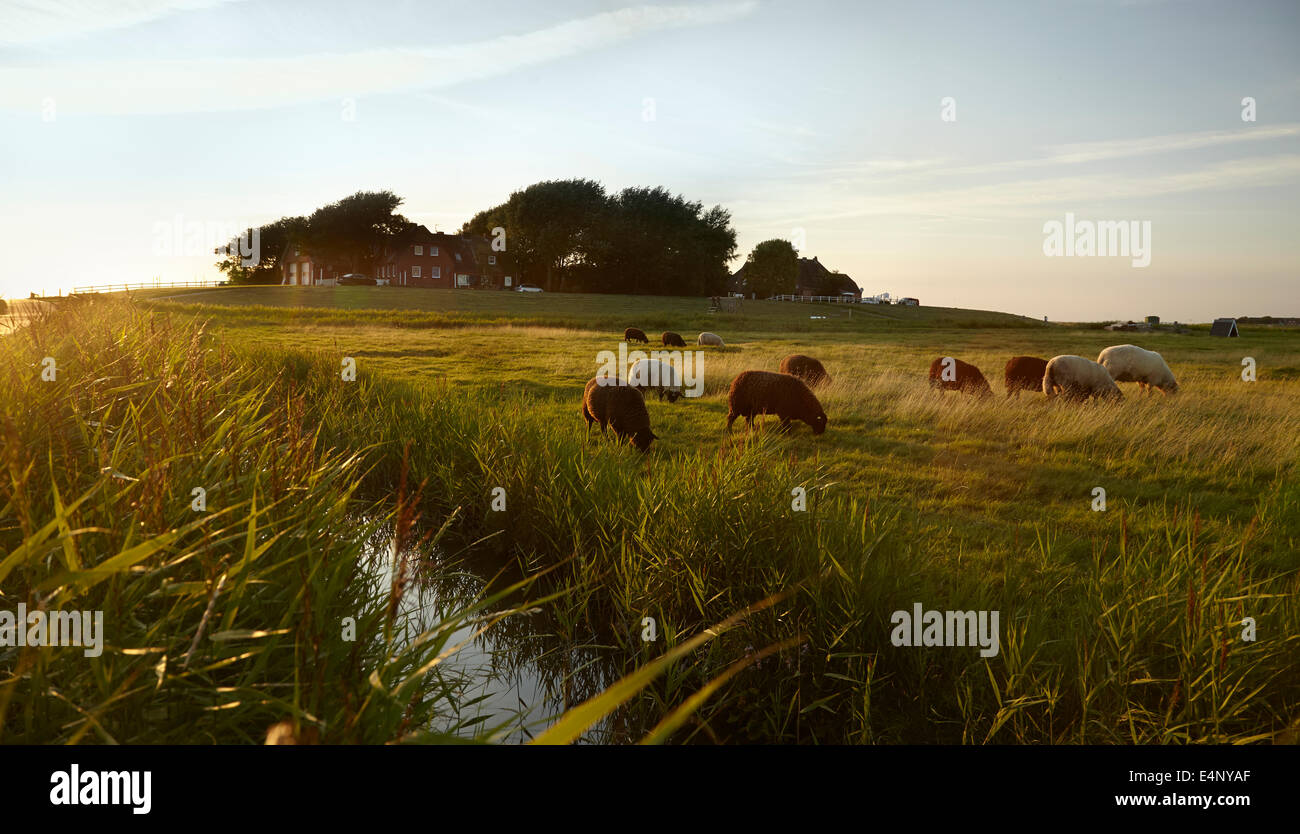 sheep grazing near Hanswarft in the evening light, Hallig Hooge ...