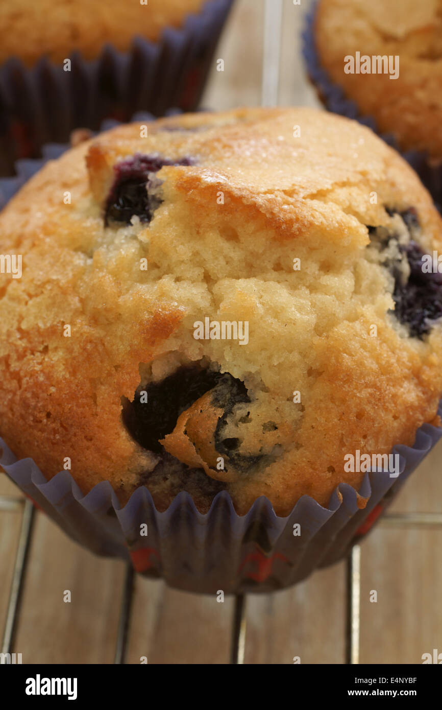 Close up of freshly baked blueberry muffins Stock Photo - Alamy