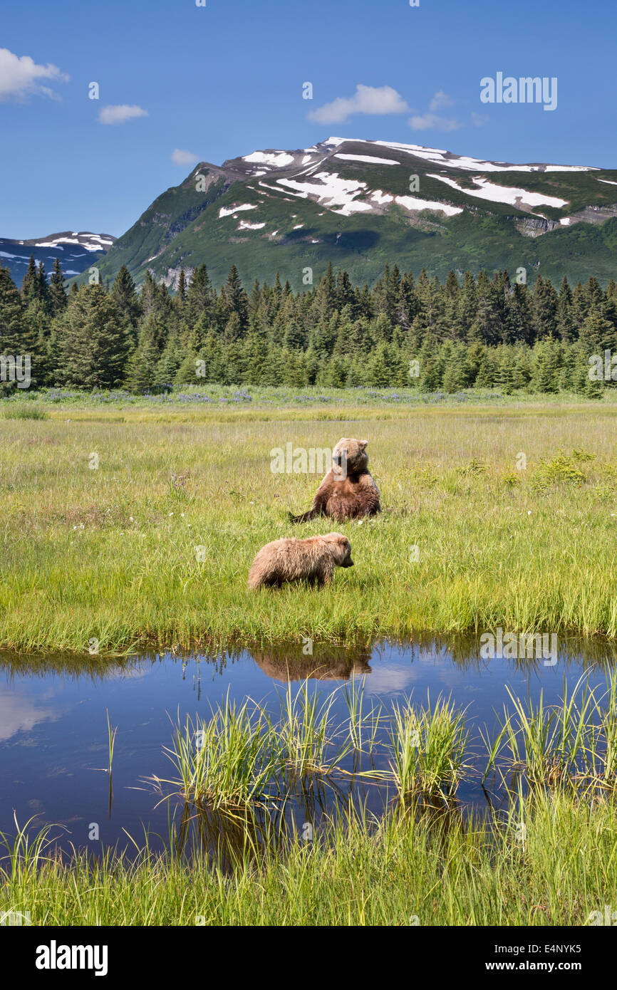Grizzly bear sow and her cub relaxing in open grassland with snow ...