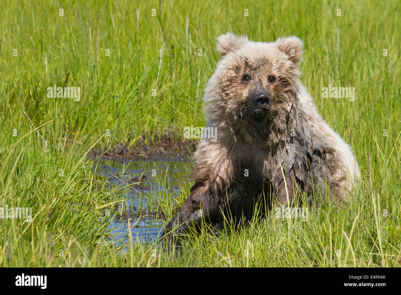 Wild brown bear cub hi-res stock photography and images - Alamy