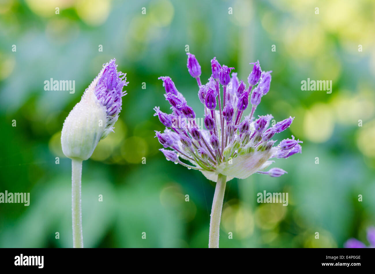 Closeup of decorative garlic bloom and bud covered with morning dew ...