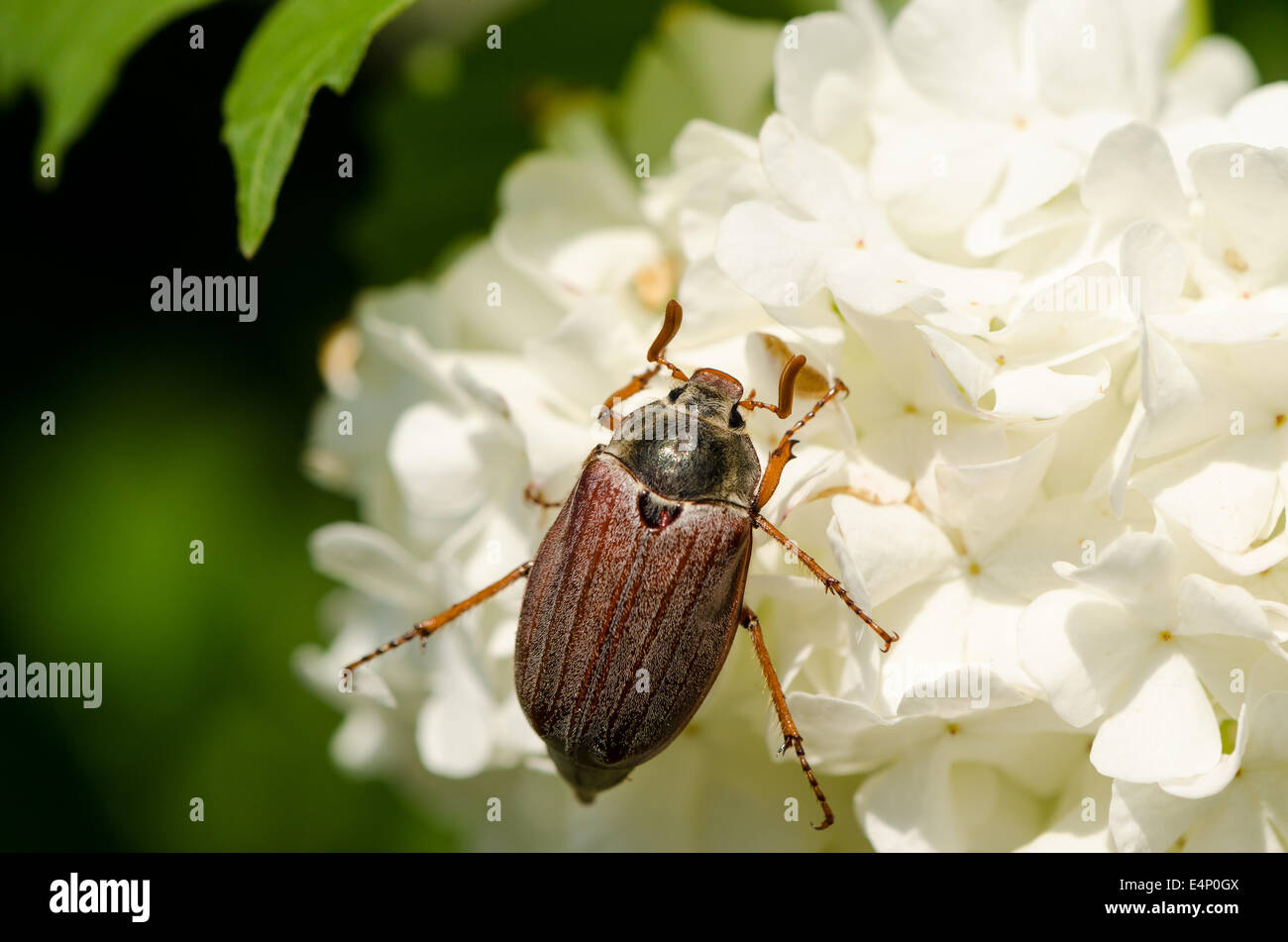 big brown cockchafer chafer chafer spread antennas still hanging on ...