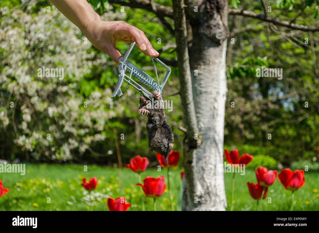 gardener hand and dead mole in iron trap on garden spring background ...