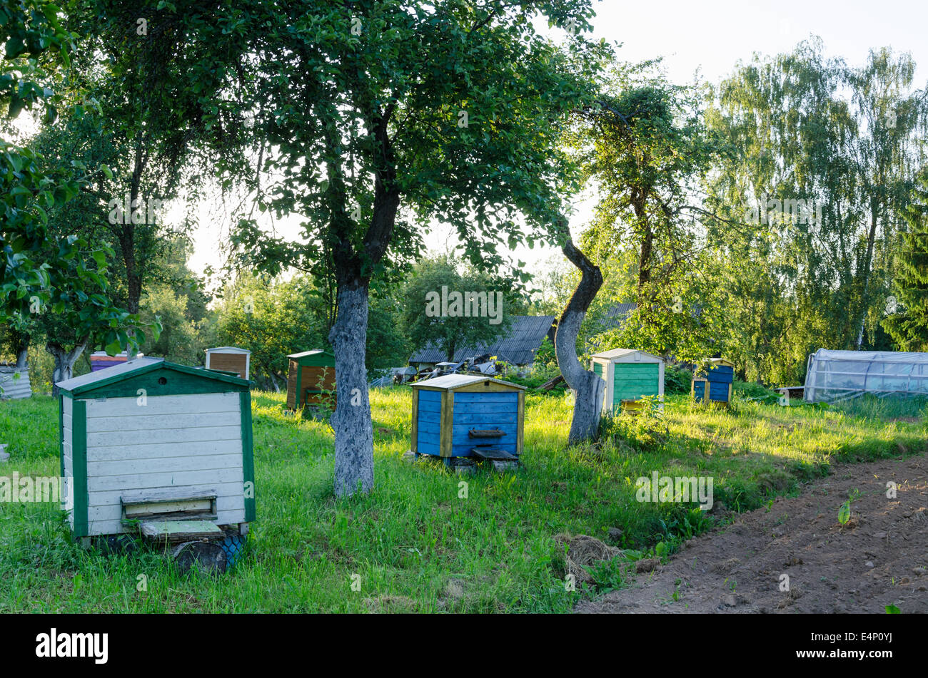 Bee hive tree hi-res stock photography and images - Alamy