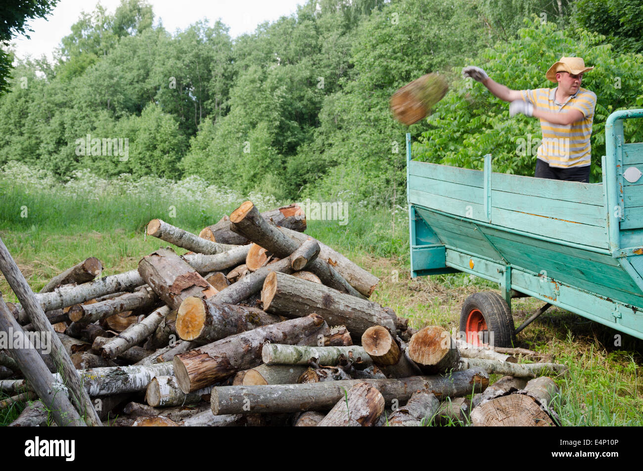 strong farm worker man unload tree logs firewood wood from tractor ...