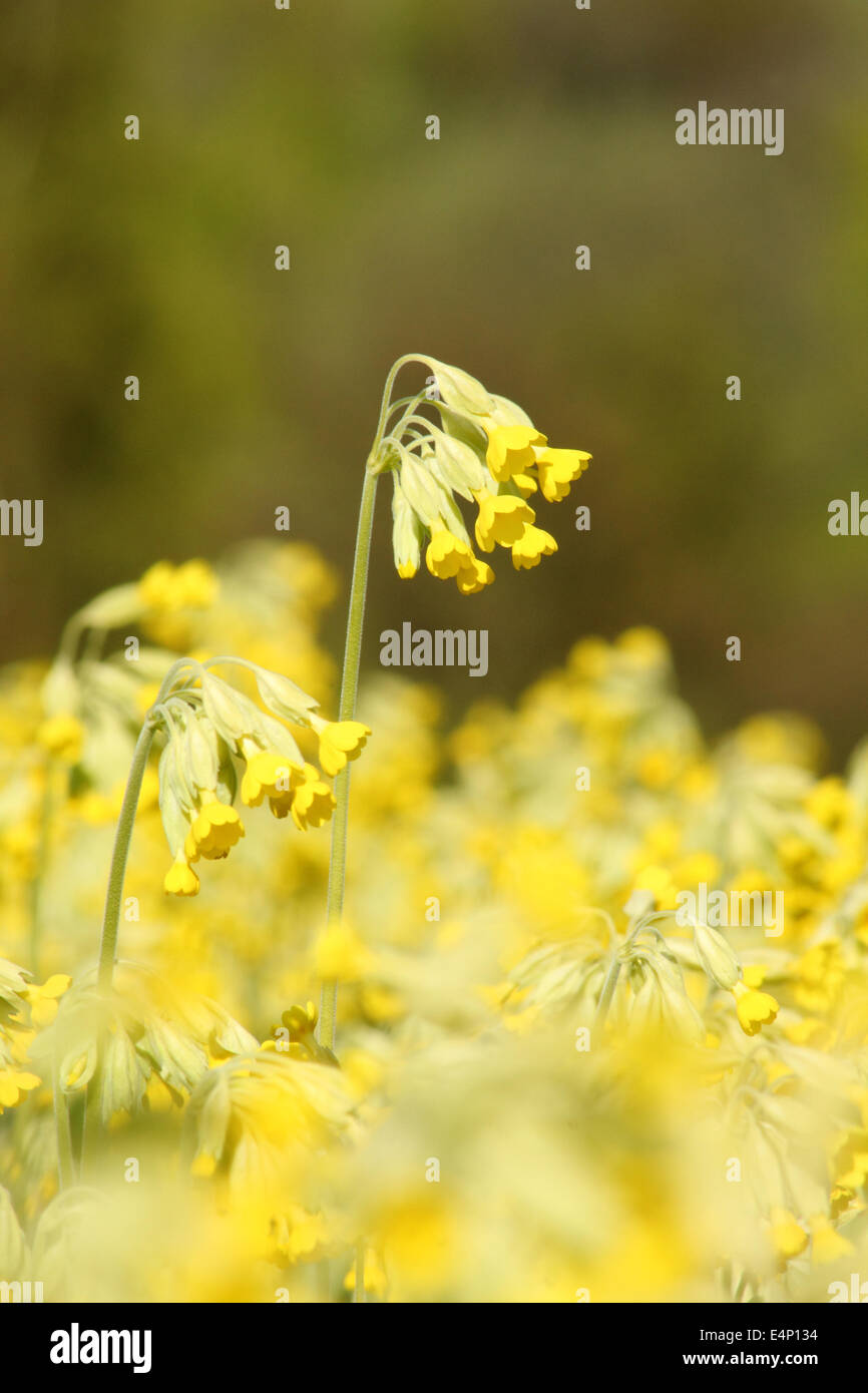 Cowslips (primula veris) flower in an English meadow, Derbyshire, UK ...