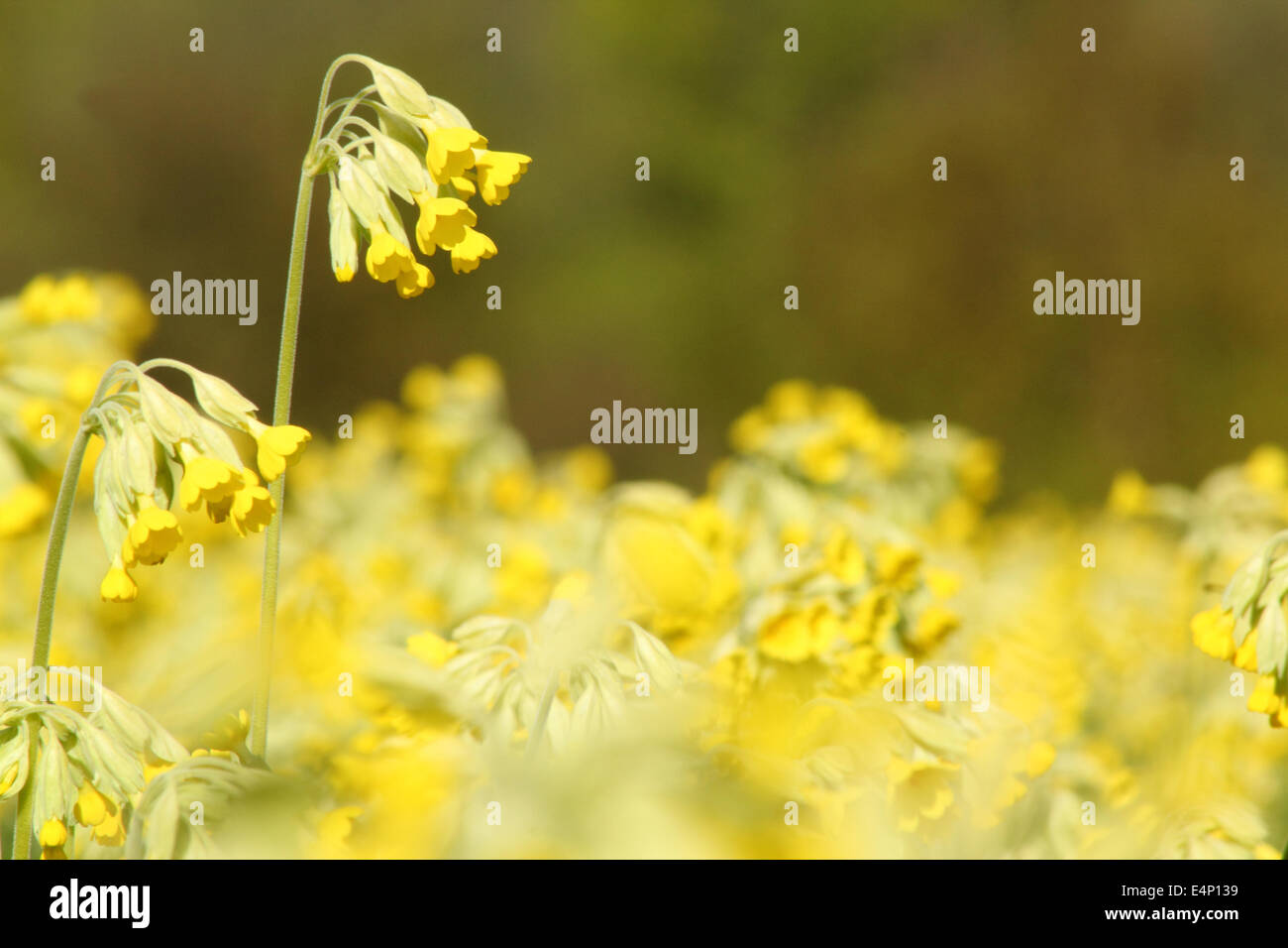 Cowslips (primula veris) flower in an English meadow, Derbyshire, UK ...